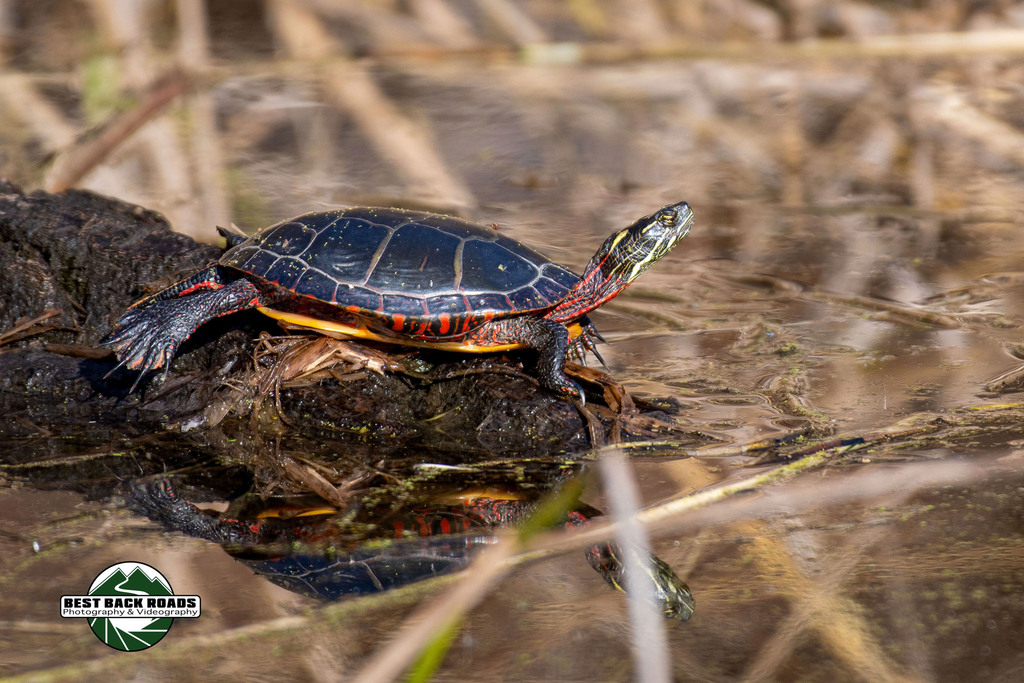 Painted Turtle in November 2023 by Best Back Roads · iNaturalist