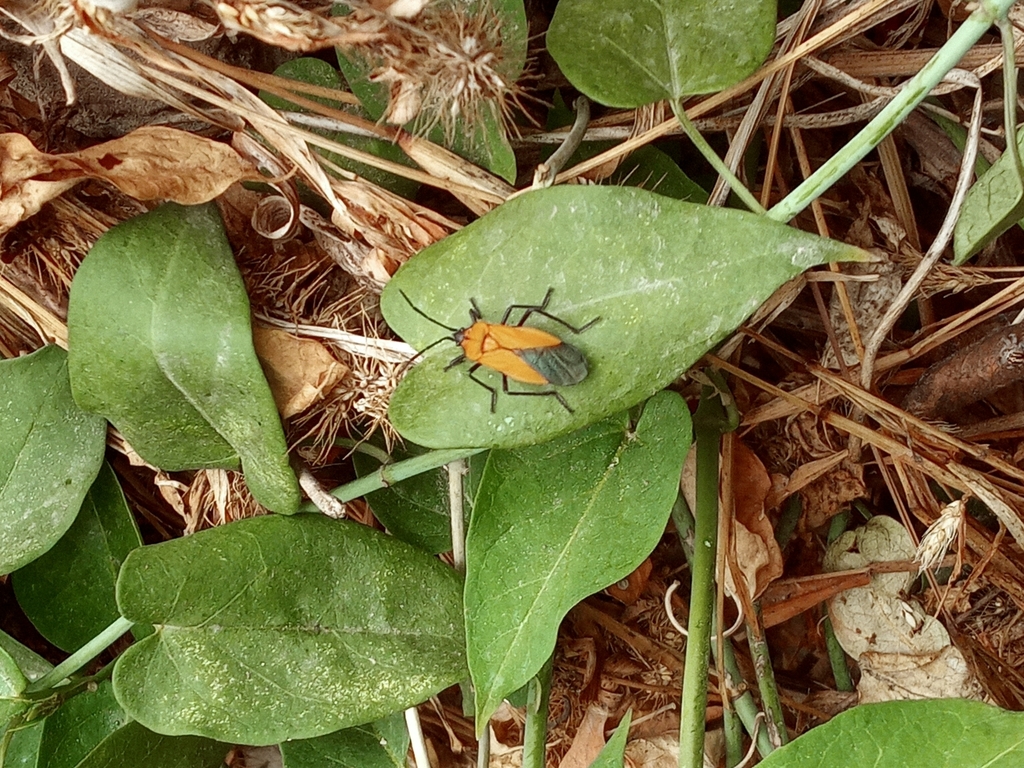 True Bugs from Callahuanca, 15505, Perú on November 24, 2023 at 01:45 ...