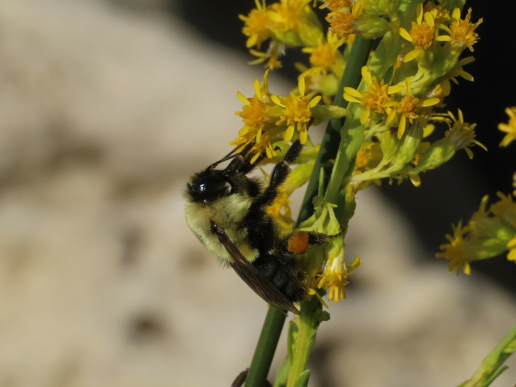 Common Eastern Bumble Bee from Taylor County, FL, USA on October 26 ...