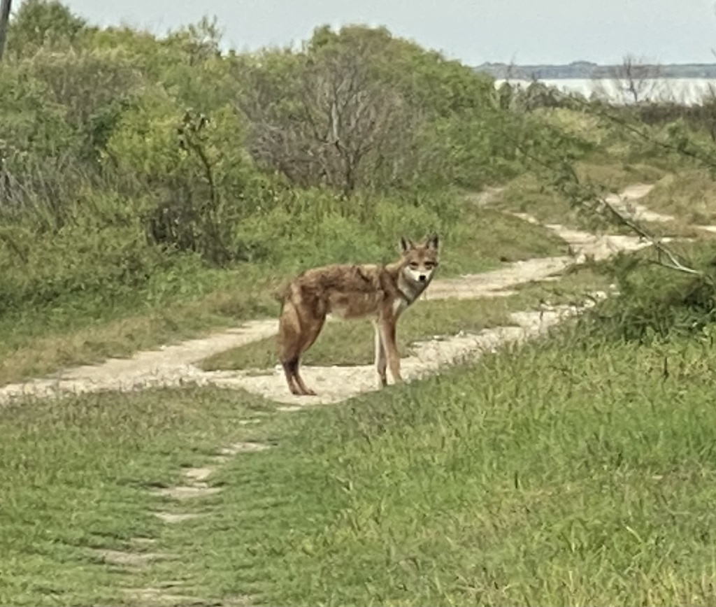 Coyote from Galveston Island, Galveston, TX, US on November 23, 2023 at ...