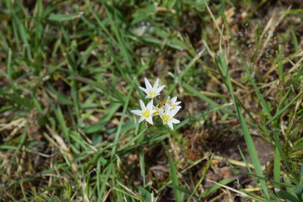 Calligrapher Flies from n.a351, Maldonado, Uruguay on November 23, 2023 ...