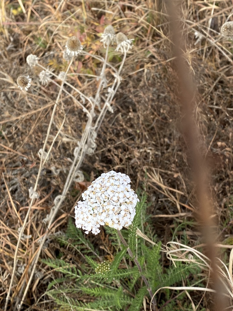 common yarrow from Henrico, VA, US on November 24, 2023 at 10:27 AM by ...