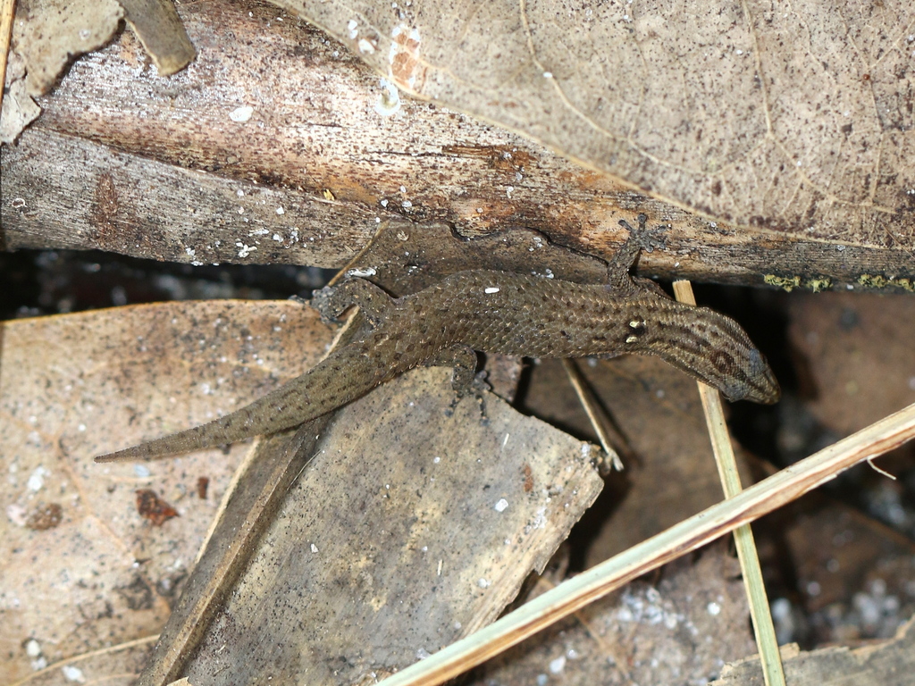 Reef Gecko from Birch Park Finger Streets, Fort Lauderdale, FL, USA on ...