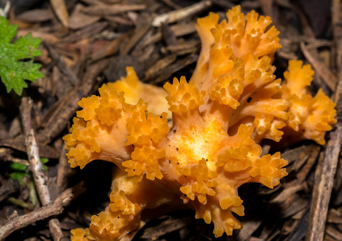 Observations by camkay · iNaturalist