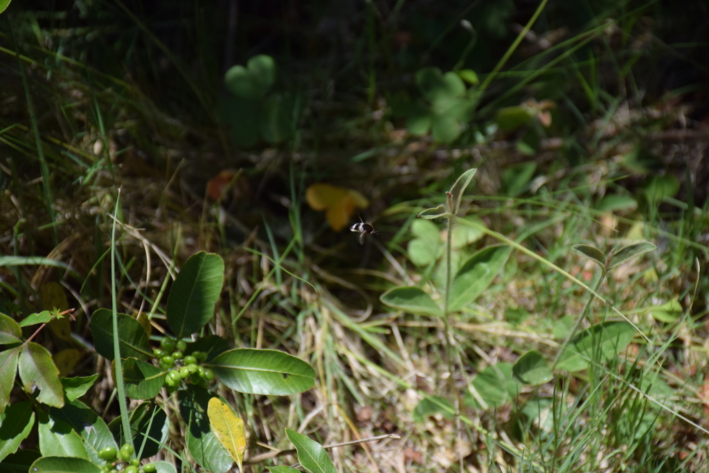 Bee Flies from n.a523, Maldonado, Uruguay on November 24, 2023 at 05:39 ...