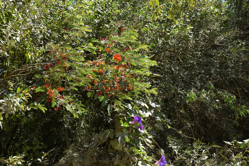 Scarlet Sesbane from Rocha Department, Uruguay on November 24, 2023 at ...