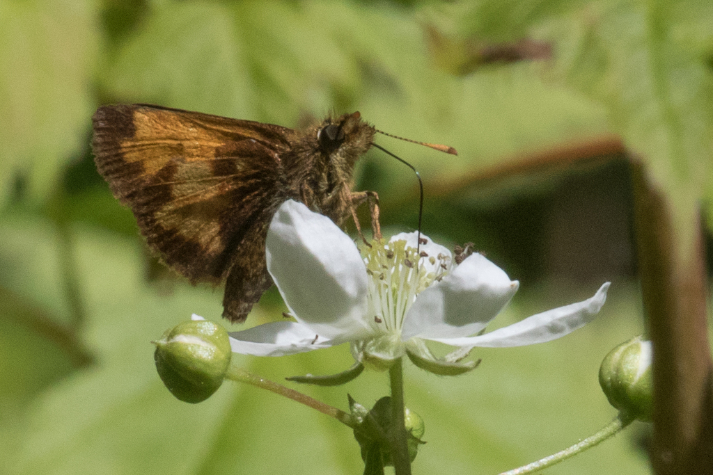 Hobomok Skipper from Meacham Swamp, Lemington, VT 05903, USA on June 22 ...