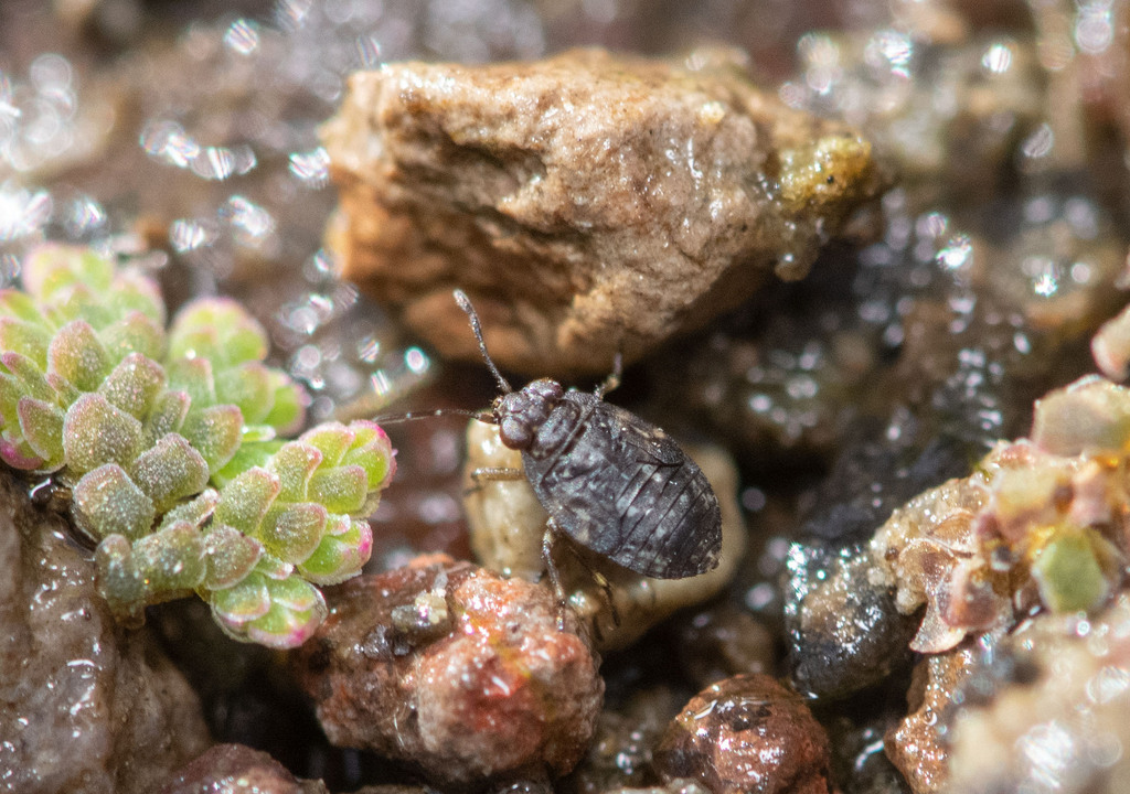 Shore bugs from Los Angeles County, CA, USA on November 24, 2023 at 11: ...