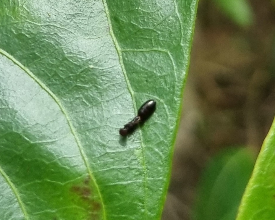 Winged and Once-winged Insects from Sippy Downs QLD 4556, Australia on ...