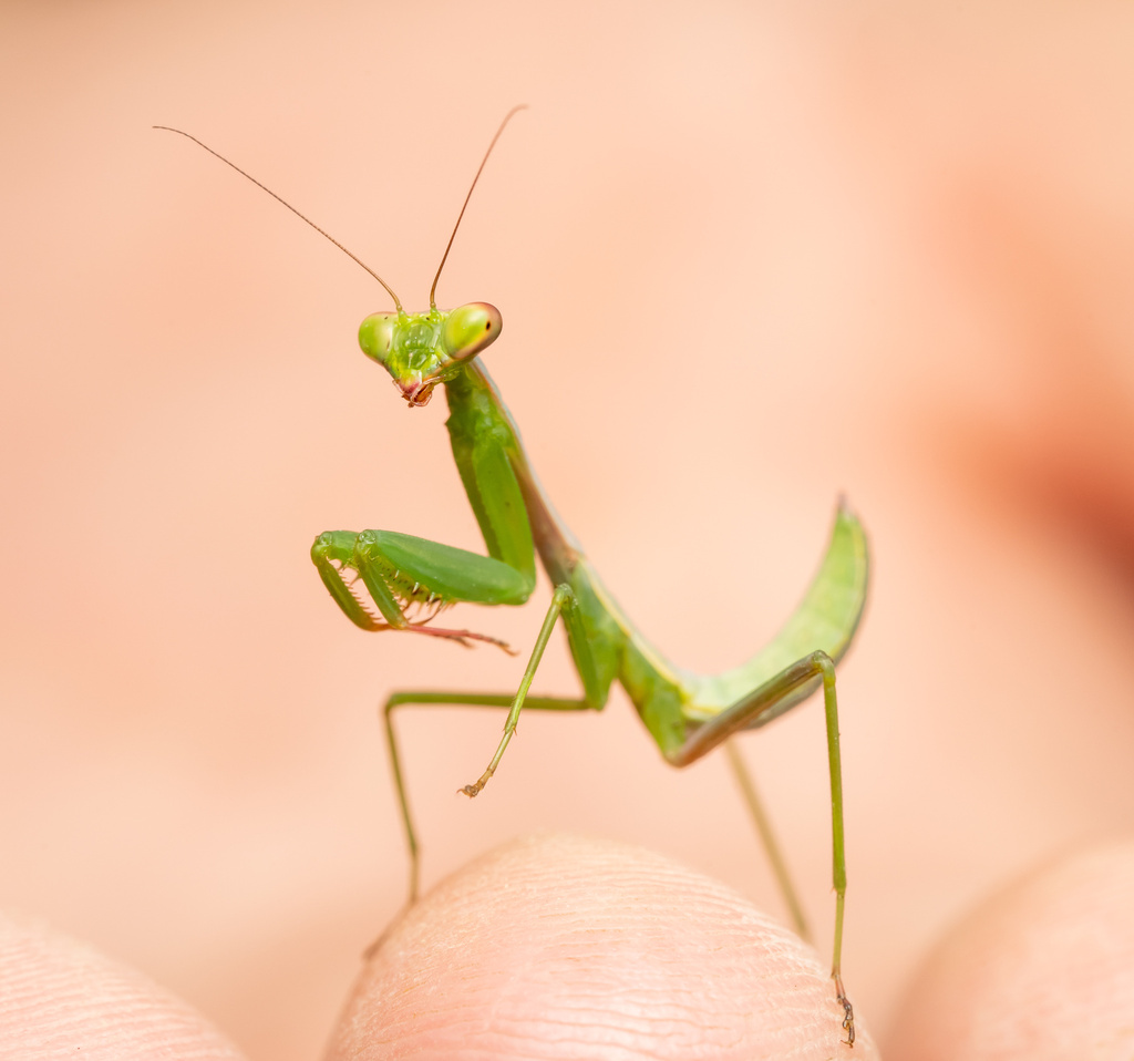 Formosan Giant Mantis from Taiwan, Xindian District, NWT, TW on ...