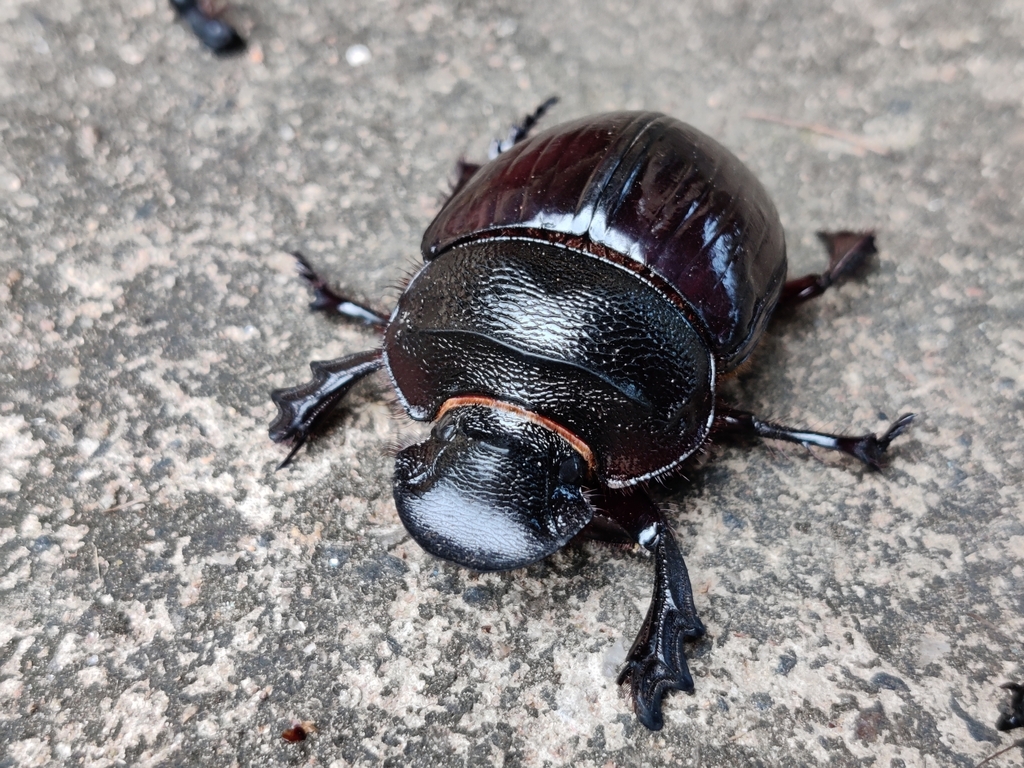 Giant Dung Beetles from Ramtek, Maharashtra, India on September 20 ...