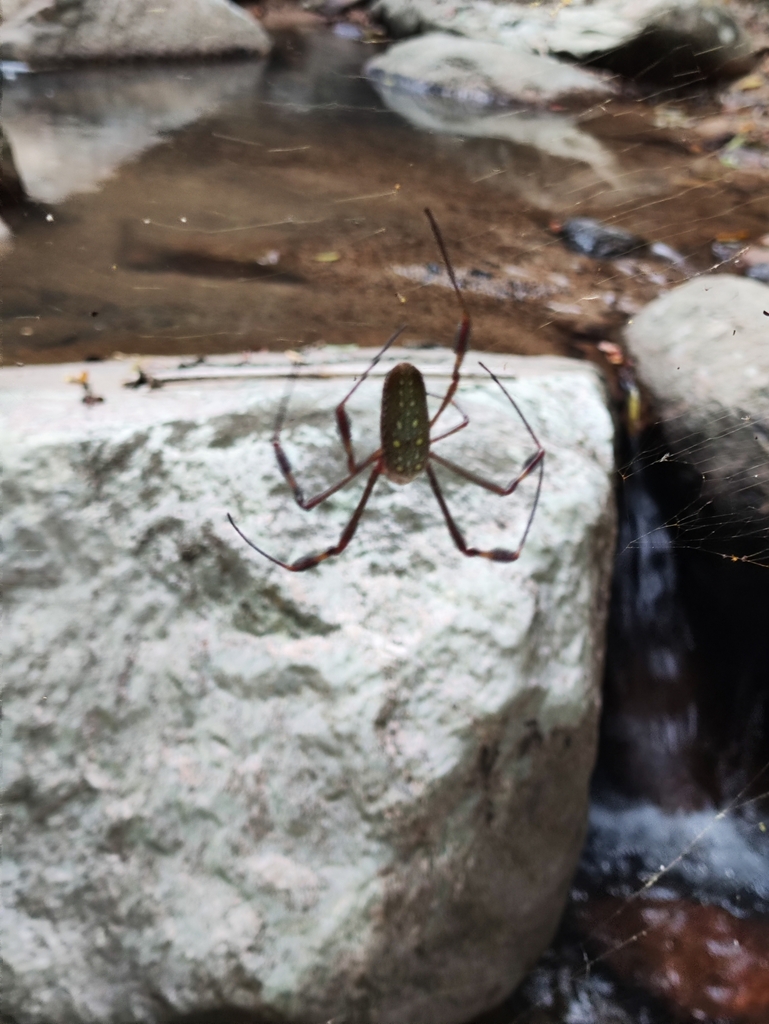 Golden Silk Spider from 48264 Jal., México on November 22, 2023 at 03: ...