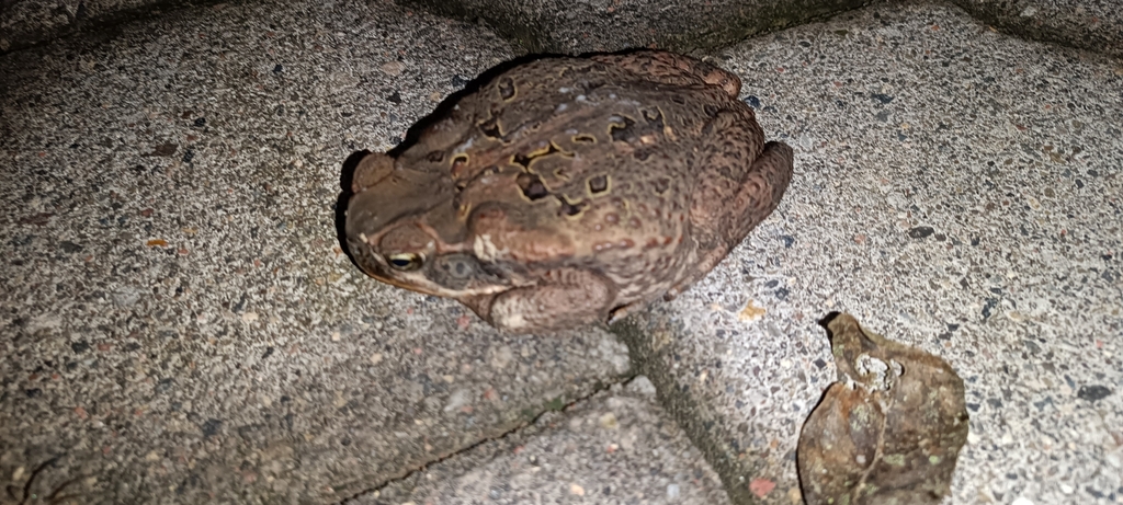 Beaked Toads from Chontapunta, Ecuador on November 24, 2023 at 11:06 PM ...