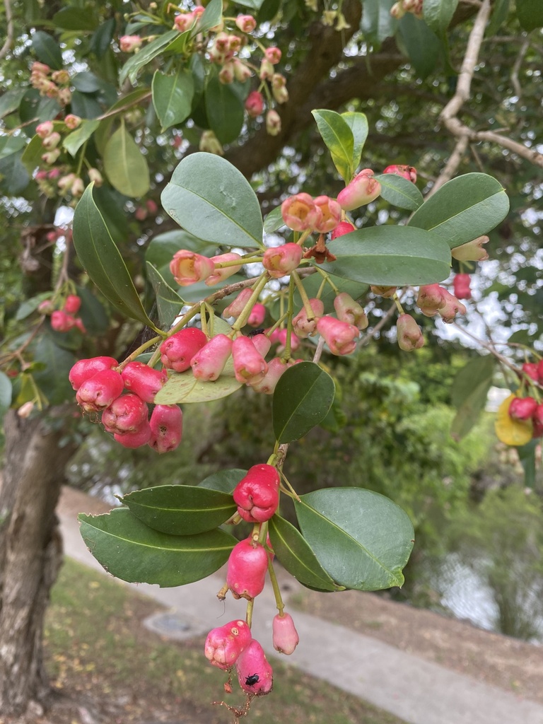 Waterberries from Beaumont Park, Clinton, QLD, AU on November 25, 2023 ...