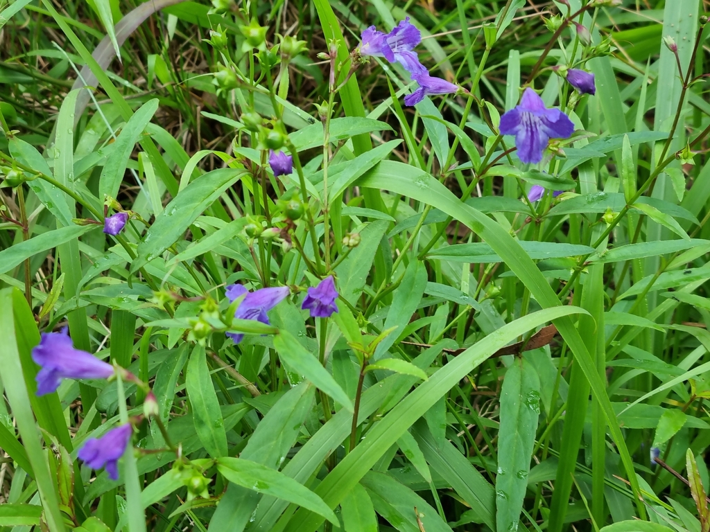 koala bells from Gheerulla QLD 4574, Australia on November 25, 2023 at ...