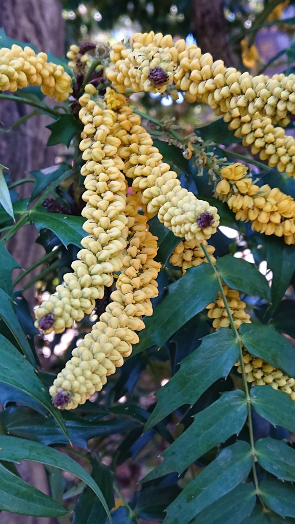 Mountain Grape from 424台灣台中市和平區梨山 on November 25, 2023 at 02:08 PM by ...