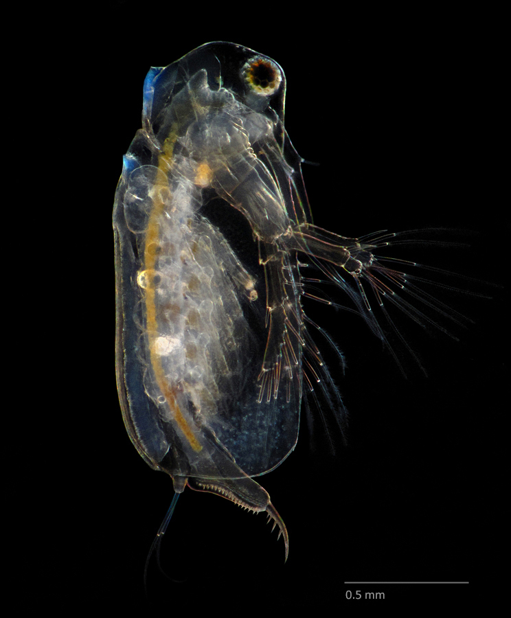 Sida crystallina from Columbia-Shuswap, BC, Canada on October 15, 2010 ...
