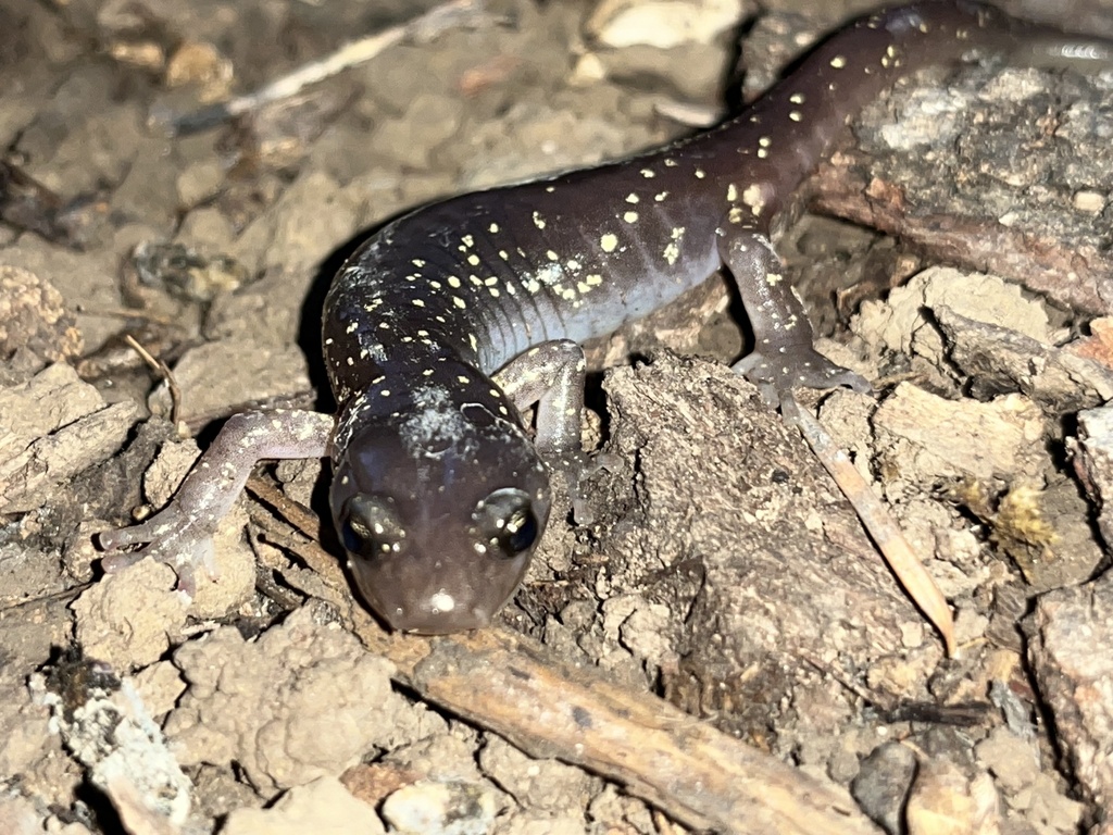 Arboreal Salamander from Garberville, CA, US on November 24, 2023 at 05 ...