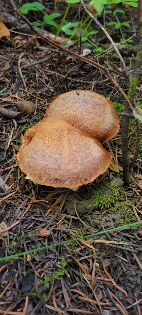 Western Painted Suillus from Pocatello, ID 83204, USA on August 19 ...