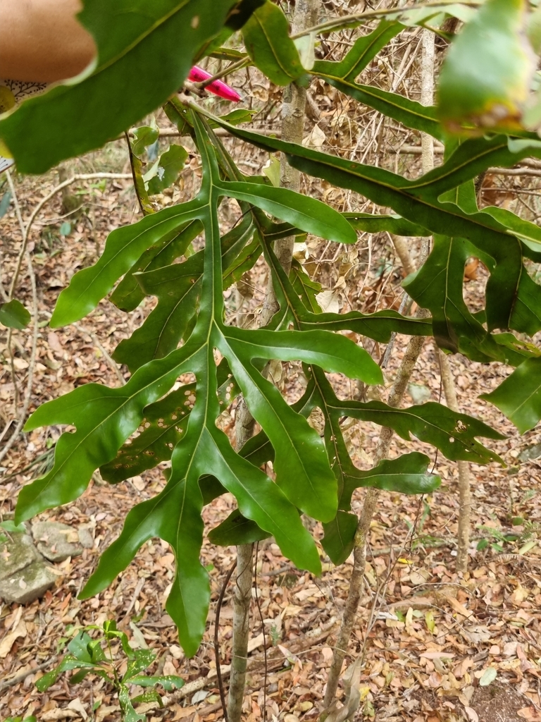Firewheel tree by Emily Kost · iNaturalist