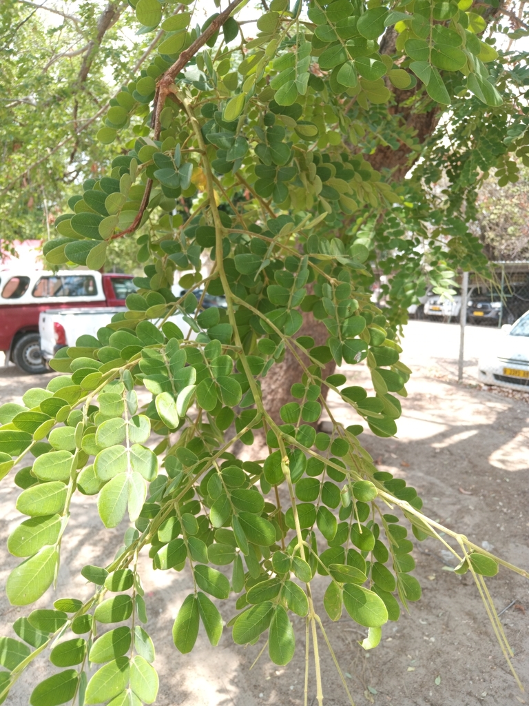 poison-pod false-thorn from G75H+VV2, Katima Mulilo, Namibia on ...