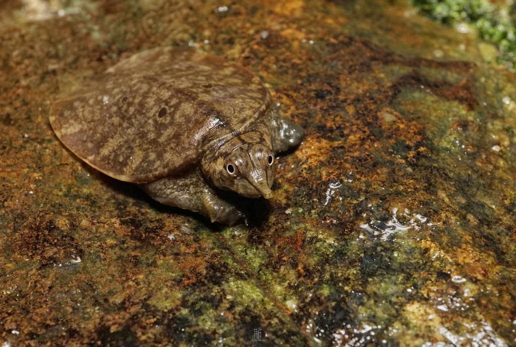 Malayan Softshell Turtle from Bukit Kiara, 60000 Kuala Lumpur, Federal ...