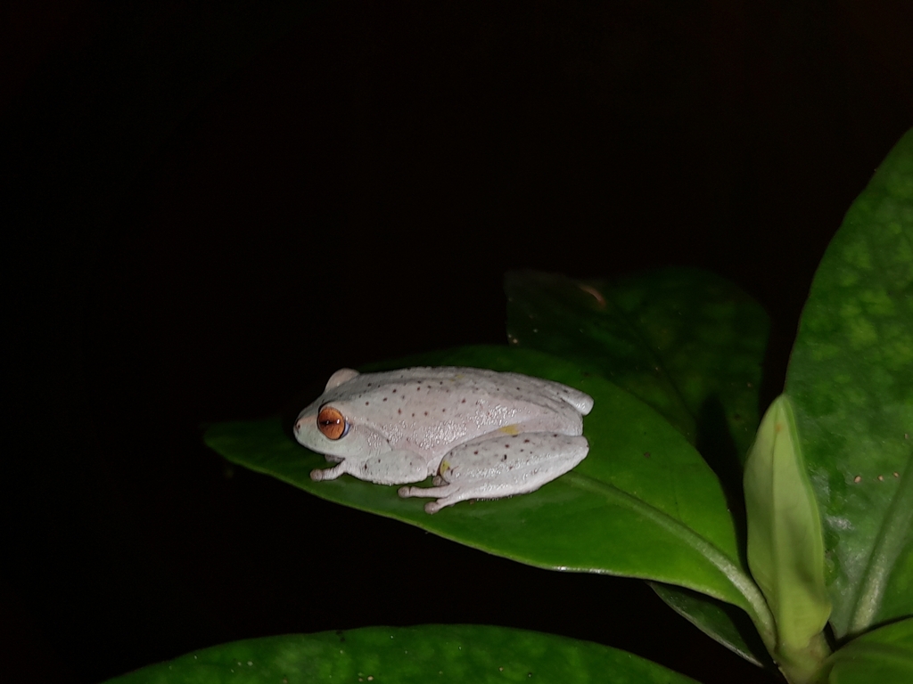 Asanka's shrub frog in July 2023 by Melan Sridhara · iNaturalist