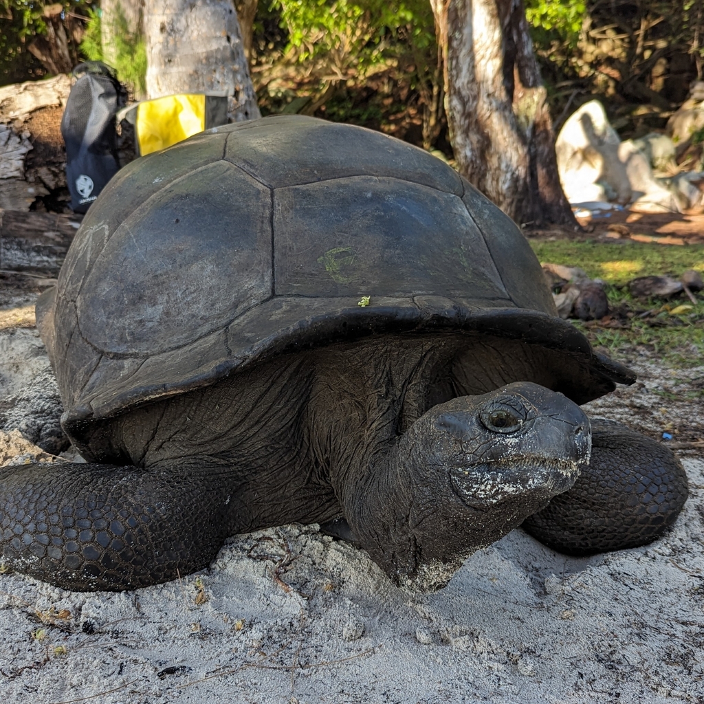 Aldabra Giant Tortoise in November 2023 by Daniel Austin · iNaturalist