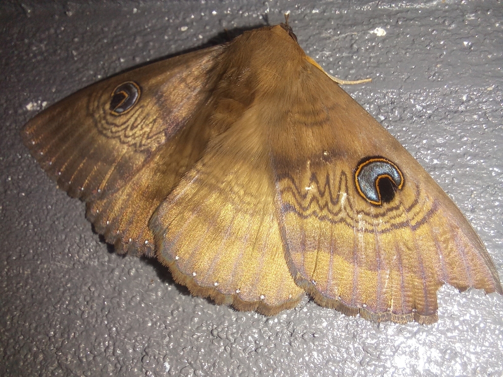 Southern Moon Moth from Quinninup WA 6258, Australia on November 25 ...