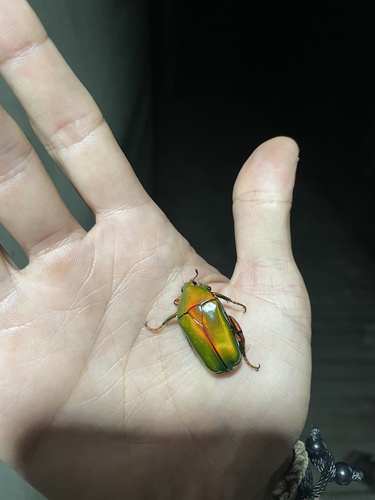 Caelorrhina superba · iNaturalist