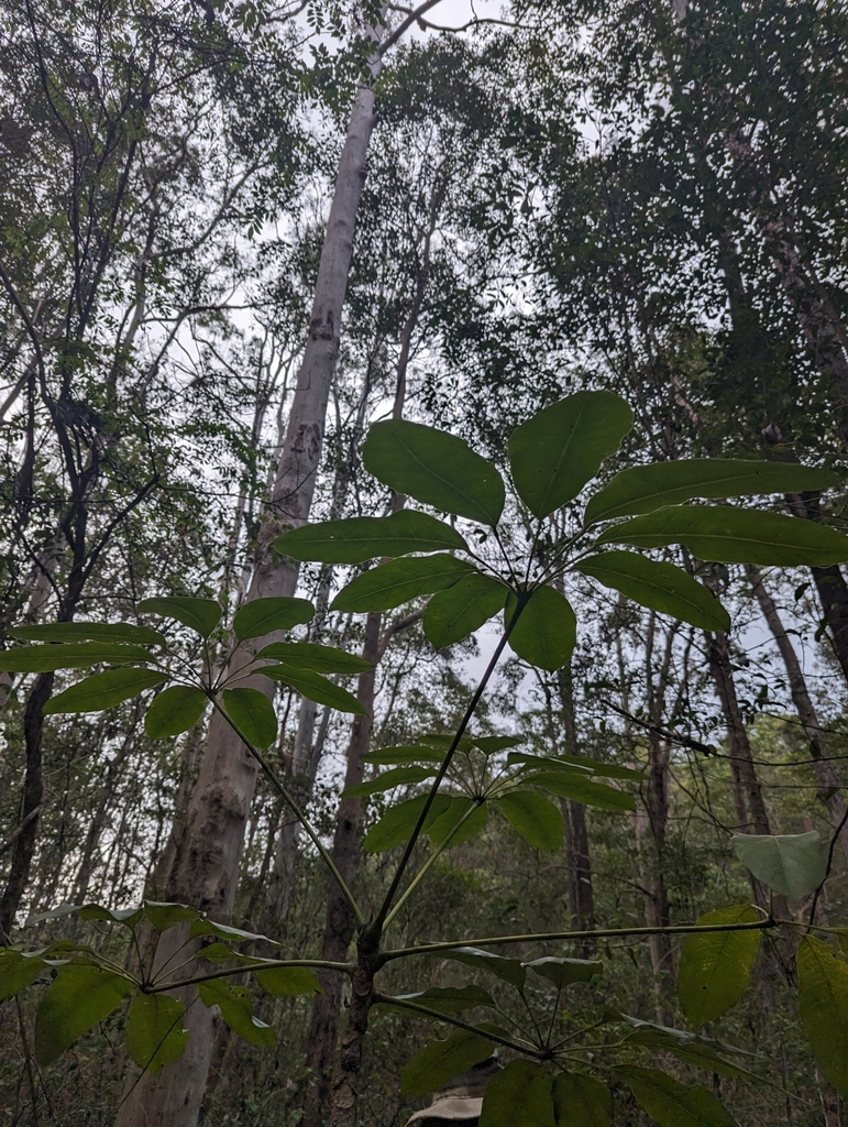 Australian Umbrella Tree from Mount Mellum QLD 4550, Australia on ...