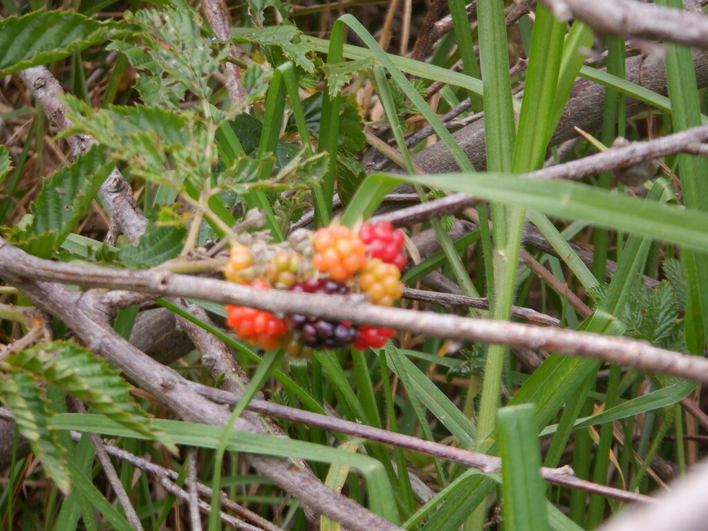 South African Raspberry from Farm 11, Hemel en Aarde Valley, R320 ...