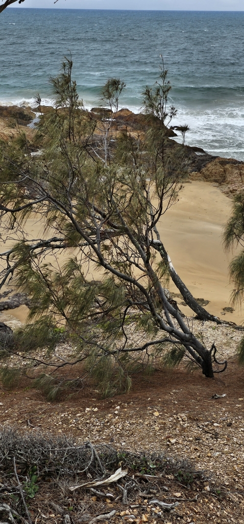 Beach Sheoak from Agnes Water QLD 4677, Australia on November 25, 2023 ...