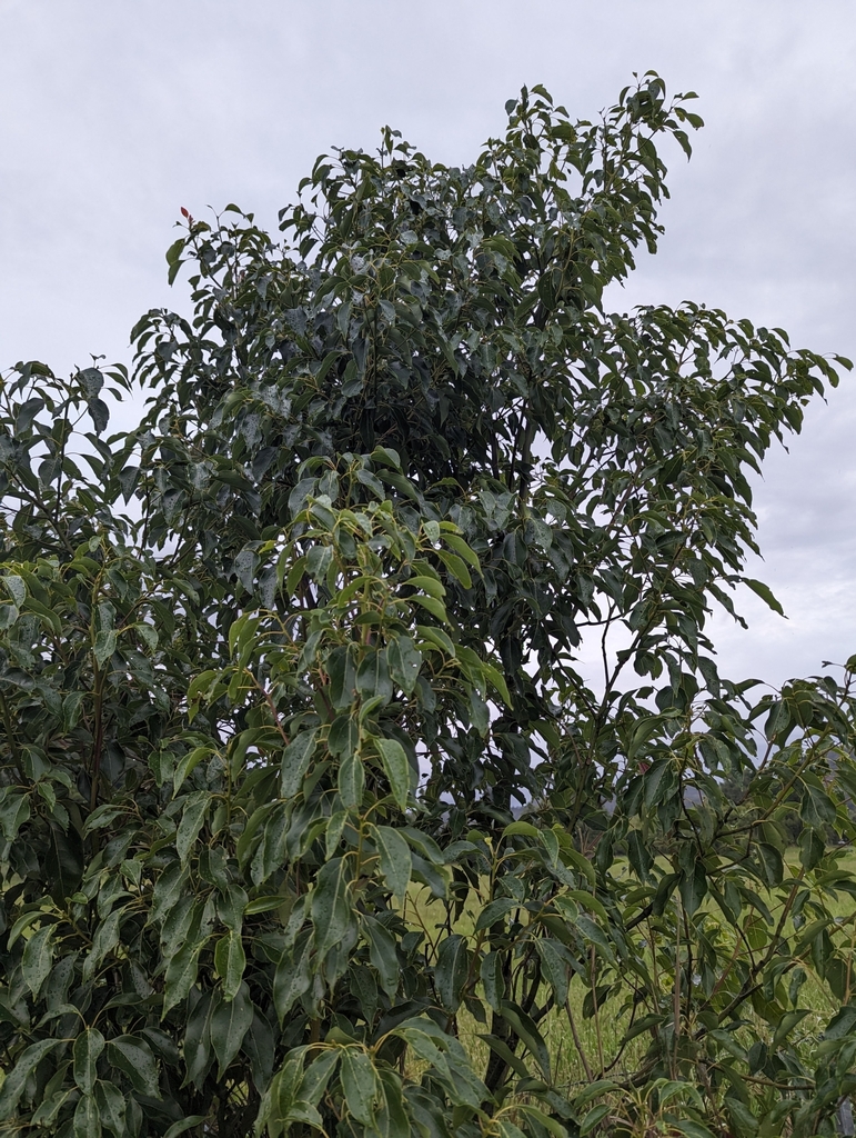 Camphor Tree from Upper Orara NSW 2450, Australia on November 25, 2023 ...