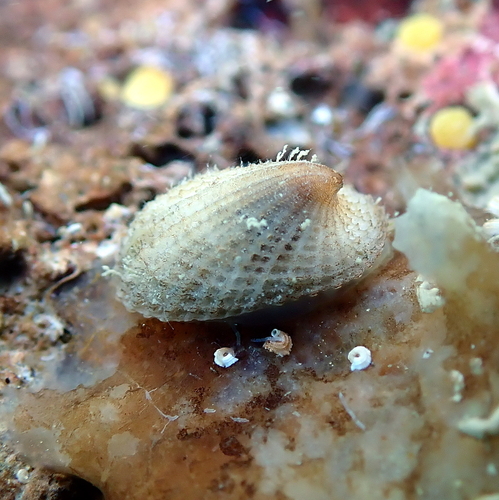 Emarginula adriatica · iNaturalist