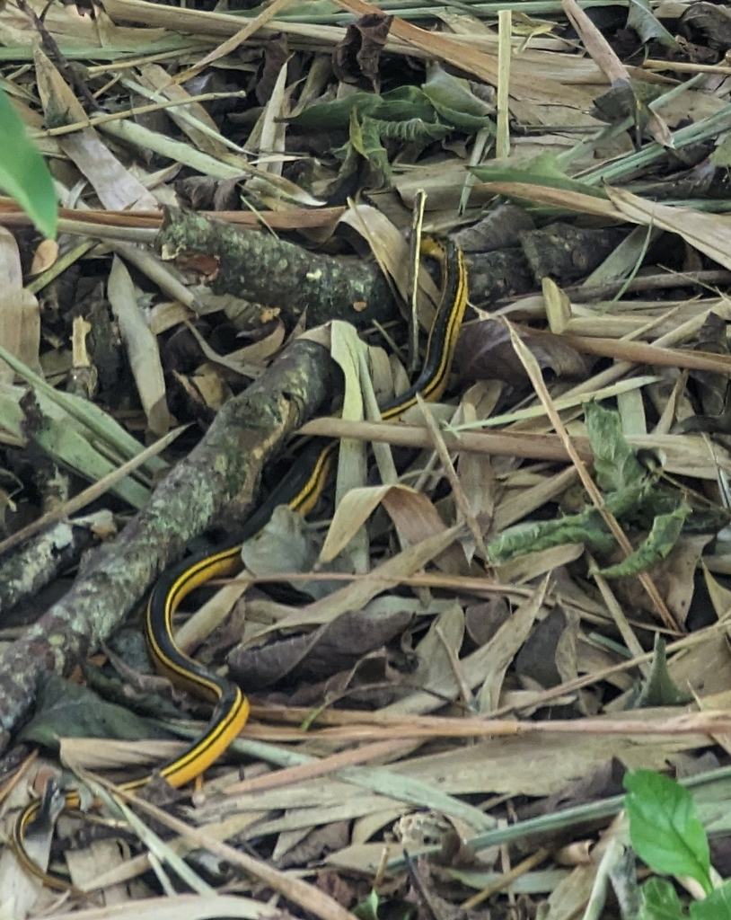 Trinidad Black-backed Snake from 46R2+PJ3, Friendship, Trinidad and ...
