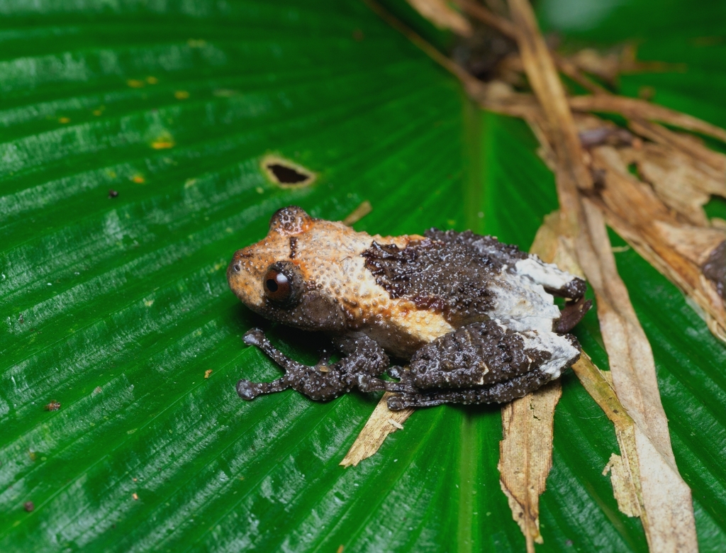 Pied Warty Frog in November 2023 by tovb tunweera · iNaturalist
