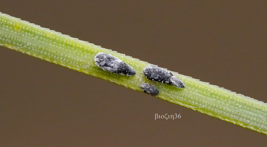 Red Pine Scale from 中国江苏省镇江市句容市 on November 25, 2023 at 01:22 PM by ...