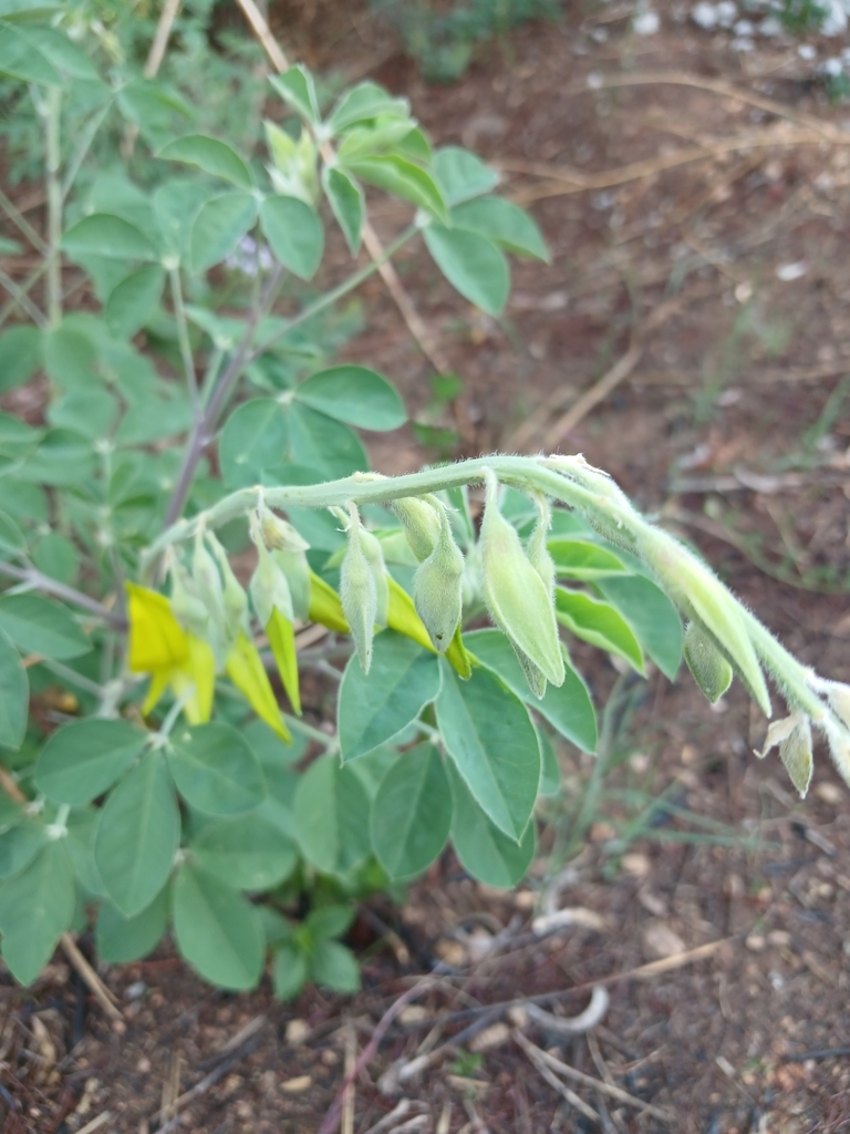 Canary bird bush from Garsfontein, Pretoria, 0042, South Africa on ...