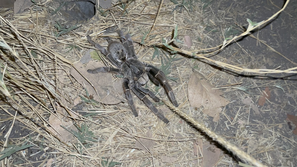 Rear Horned Baboon Spider from Okavango Delta, North West, BW on ...