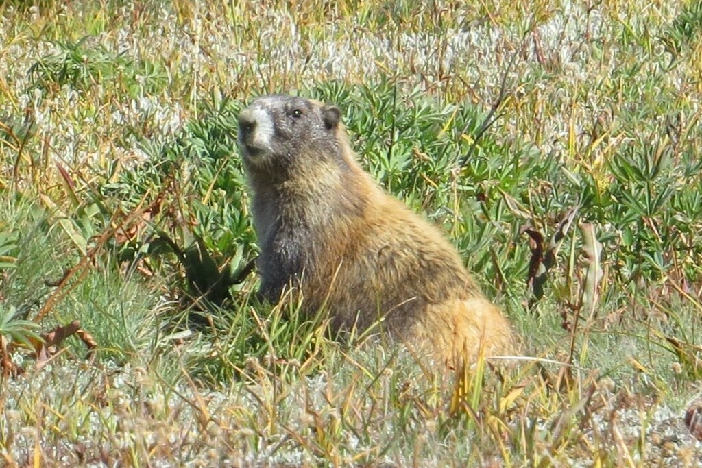 Olympic Marmot from , Washington, United States on September 9, 2013 at ...