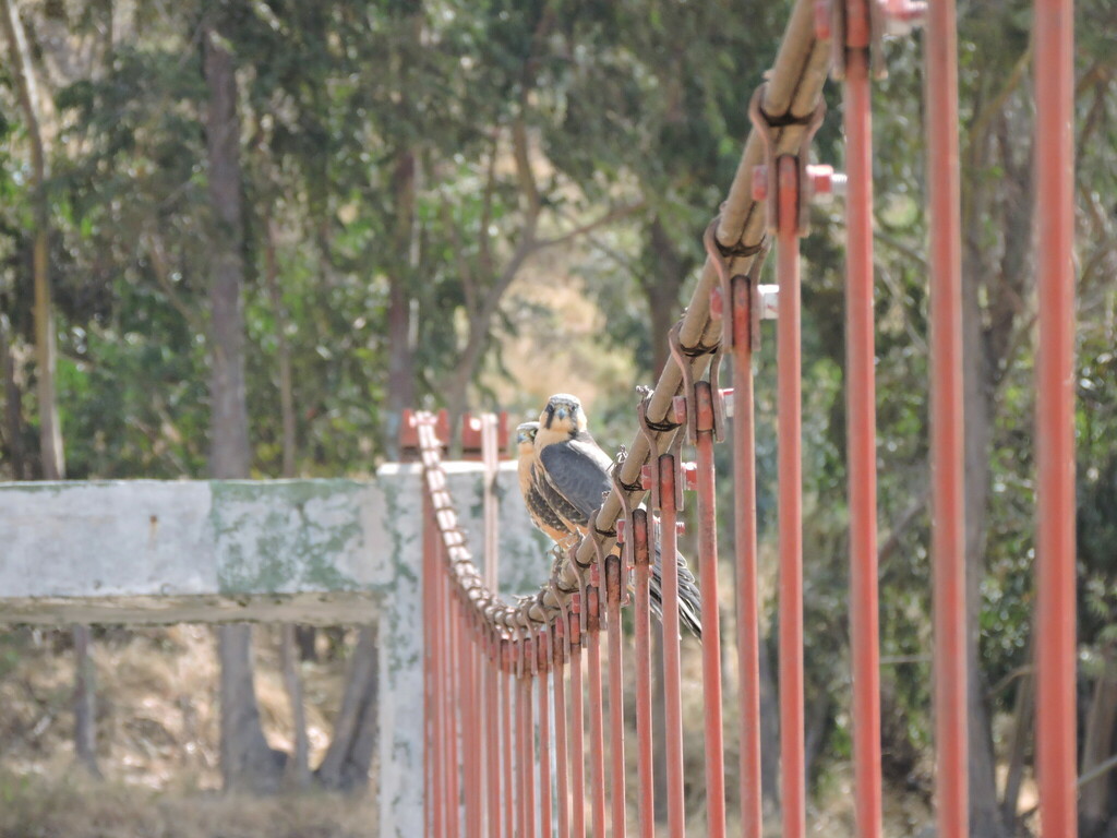 Aplomado Falcon from Chiguata, Perú on November 19, 2023 at 09:18 AM by ...