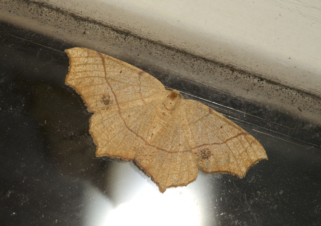 Oak Besma Moth from 12 Round Pond La, Sag Harbor, NY on July 25, 2022 ...