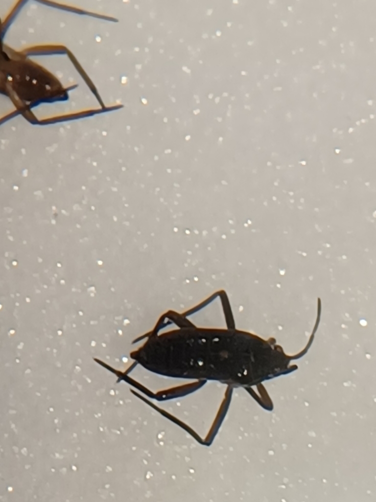 Water Crickets from BLAUGIES Rue Grande, 7370 Dour, Belgique on ...