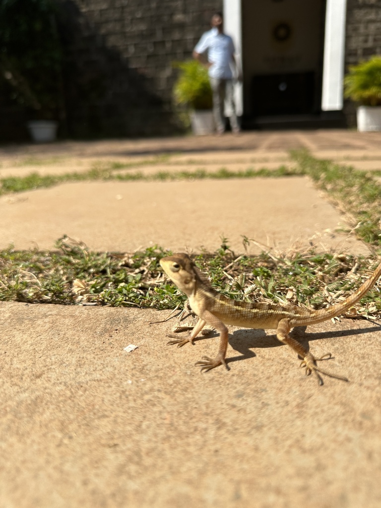 Dragons from Pernem, North Goa, GA, IN on November 24, 2023 at 11:01 AM ...