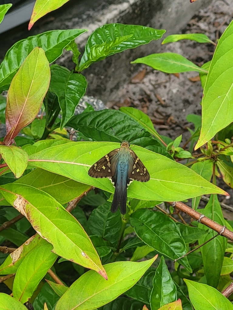 Long-tailed Skipper from Boca Raton, FL 33432, USA on November 24, 2023 ...