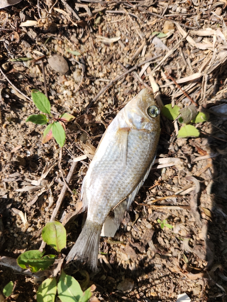 Redbreast Tilapia from Renosterkop AH, South Africa on November 25 ...