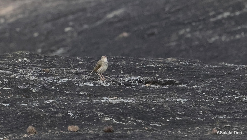 Subspecies Anthus lineiventris stygium · iNaturalist