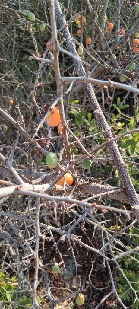 Hog plum from Zambezi Region, Namibia on November 25, 2023 at 04:06 PM ...