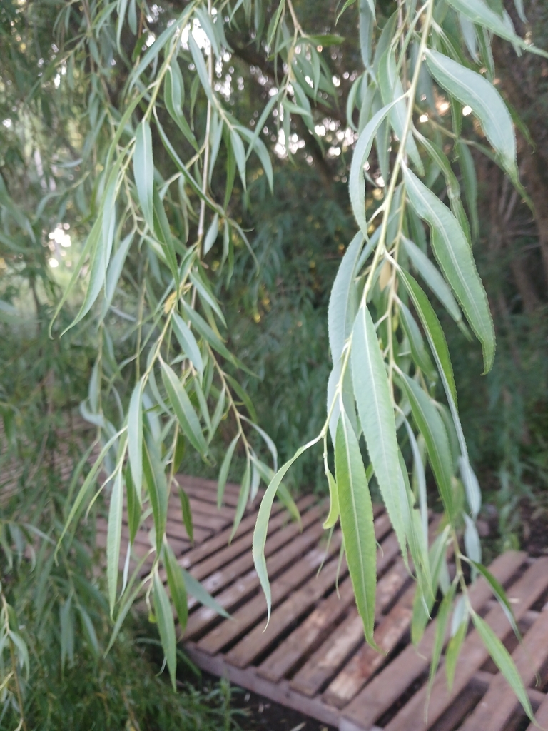 weeping willow from Colbyn Valley Nature Area, Coordinates 'S25 44 370 ...